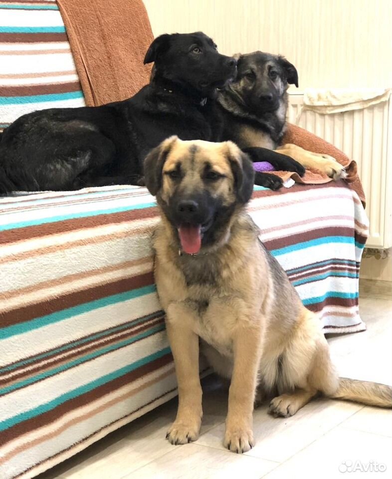 Красивые щенки в дар