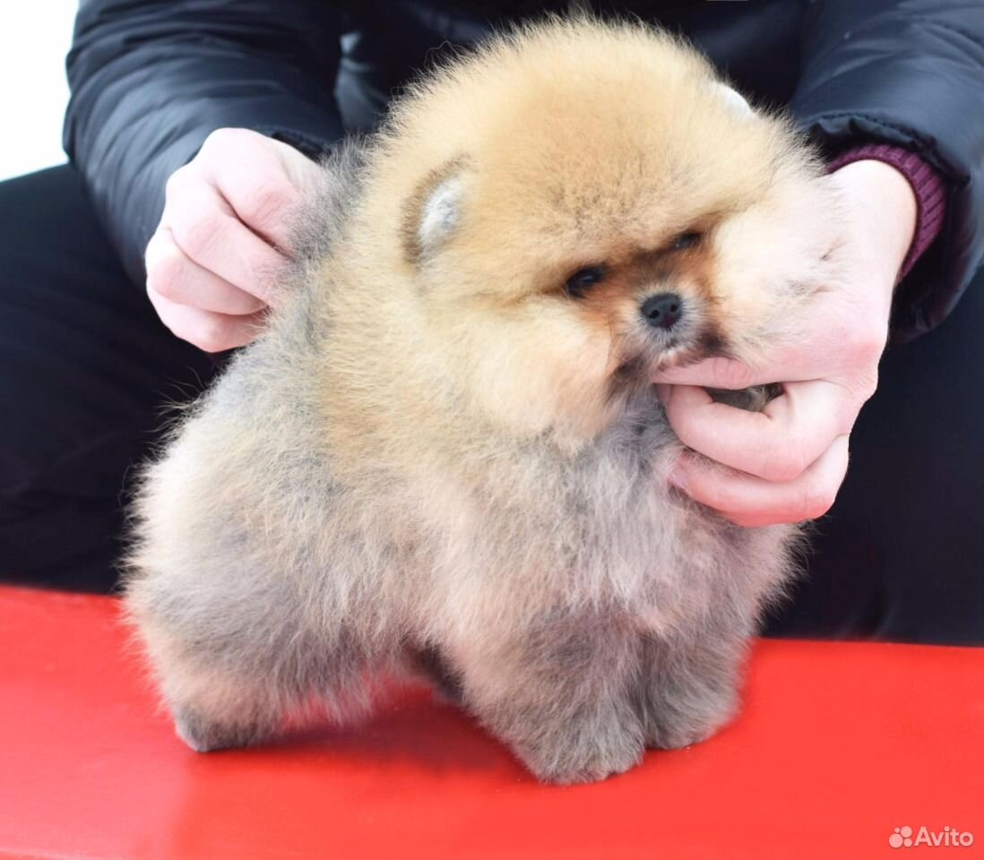 Шпицы Померашки
