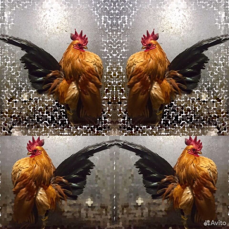 Малазийская Серама из Бангкока. Привезена яйцом