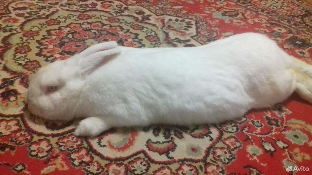 Продам Кроликов Новозеландский белый и черный