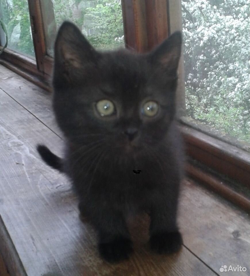 Котенок Вэст в дар