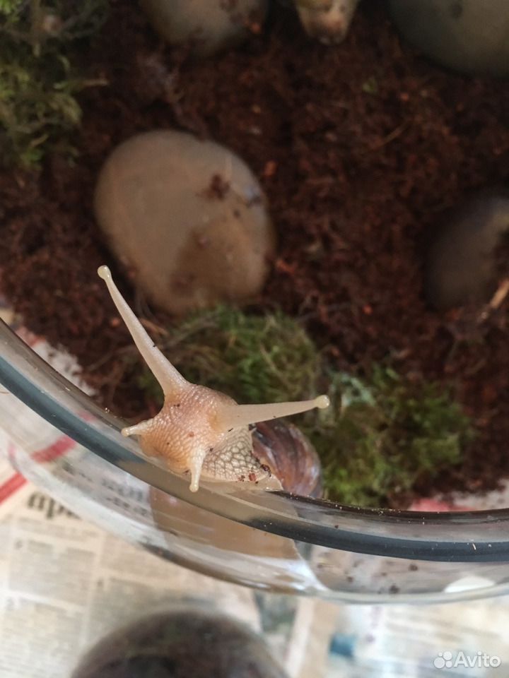 Улитки Ахатины