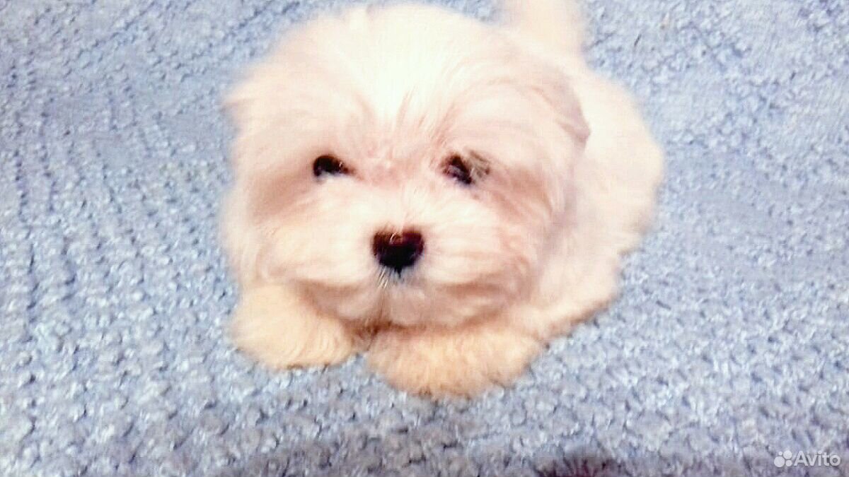 Красивые щеночки Итальянские болонки