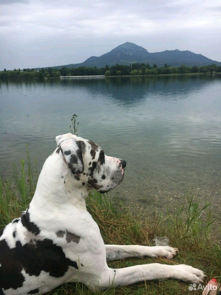 Немецкий дог вязка