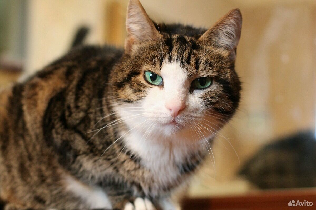 Яша, харизматичный кот