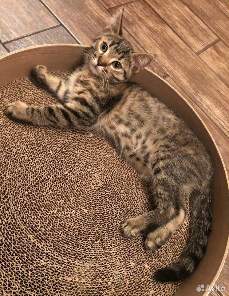 Ищет семью шикарный котенок девочка Таша