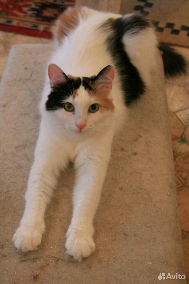 Кошка Глаша