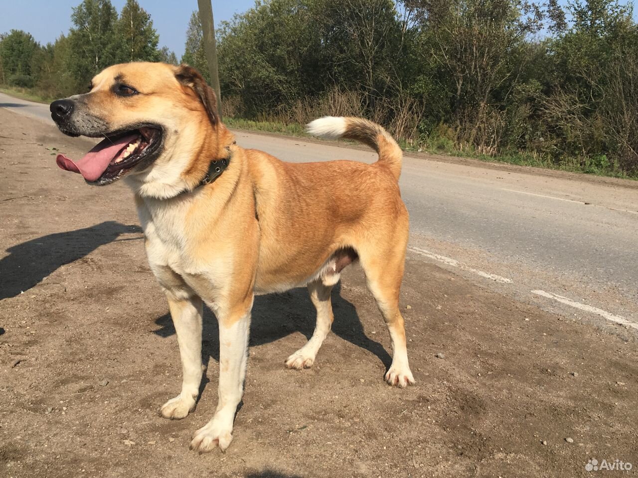 Послушный и обученный пёс