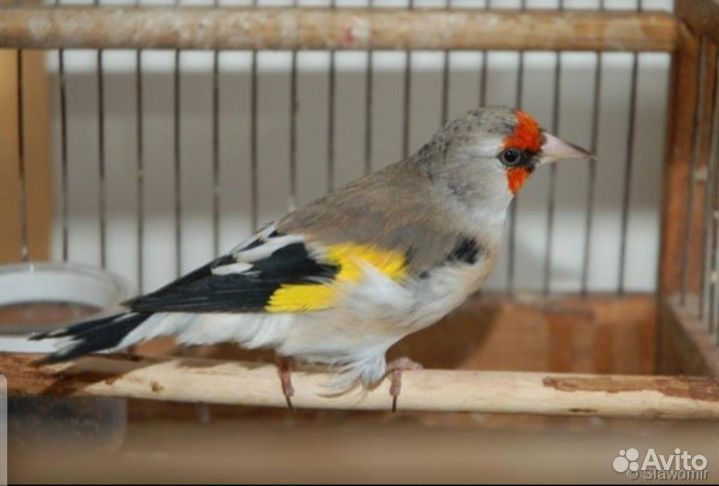 Сибирские седоголовые щеглы