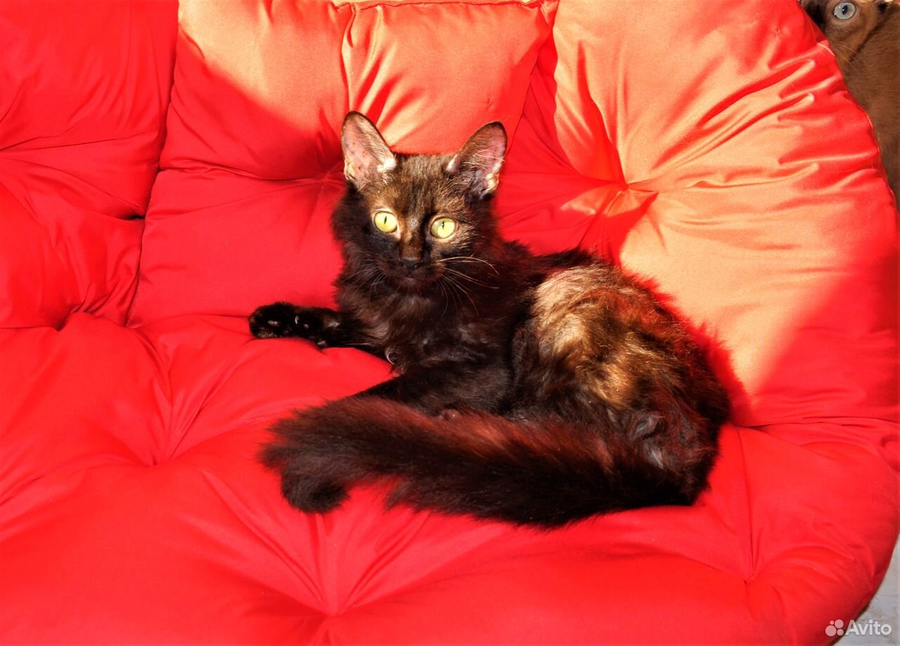 Ручной Черный котик, с характером кёрла и сфинкса