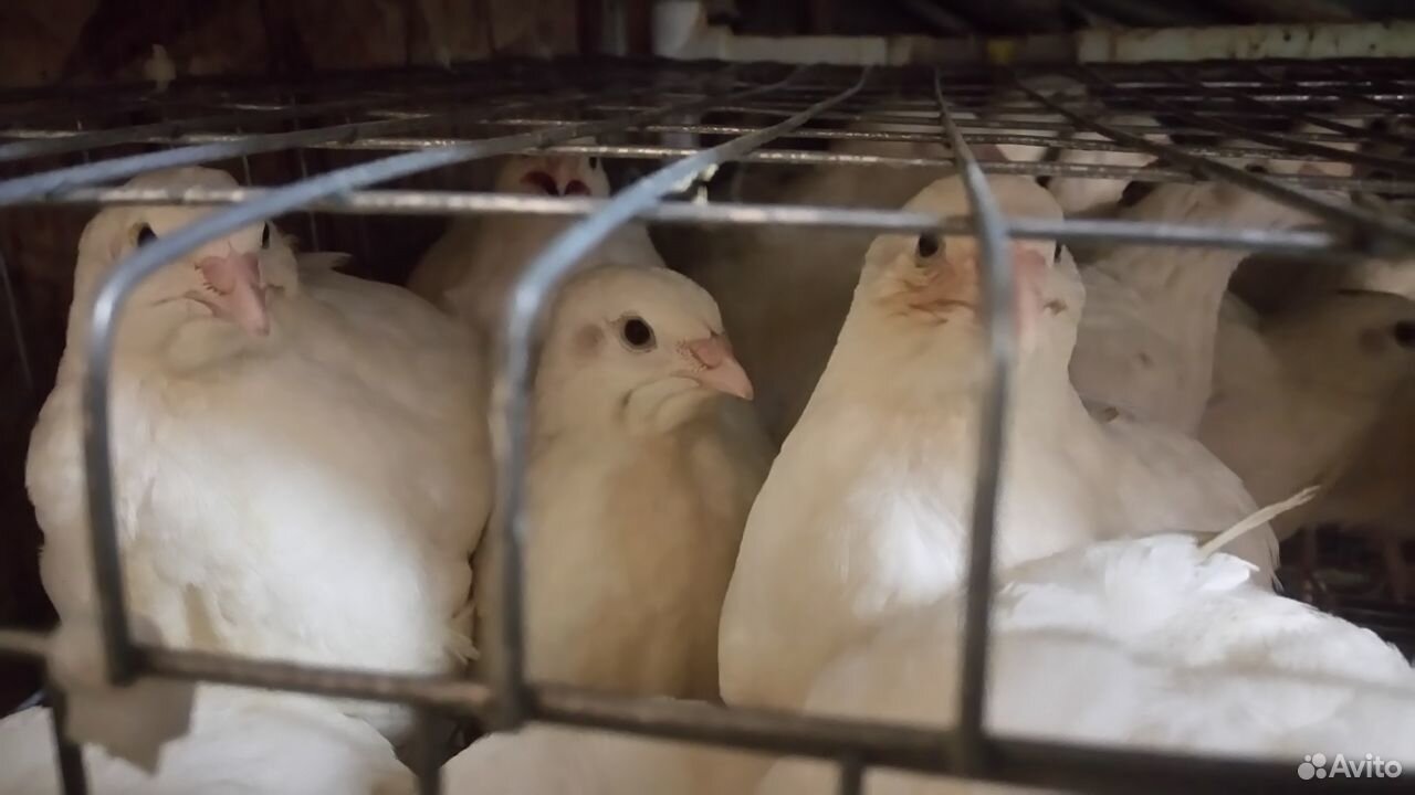 Молодые несушки перепела, молодняк