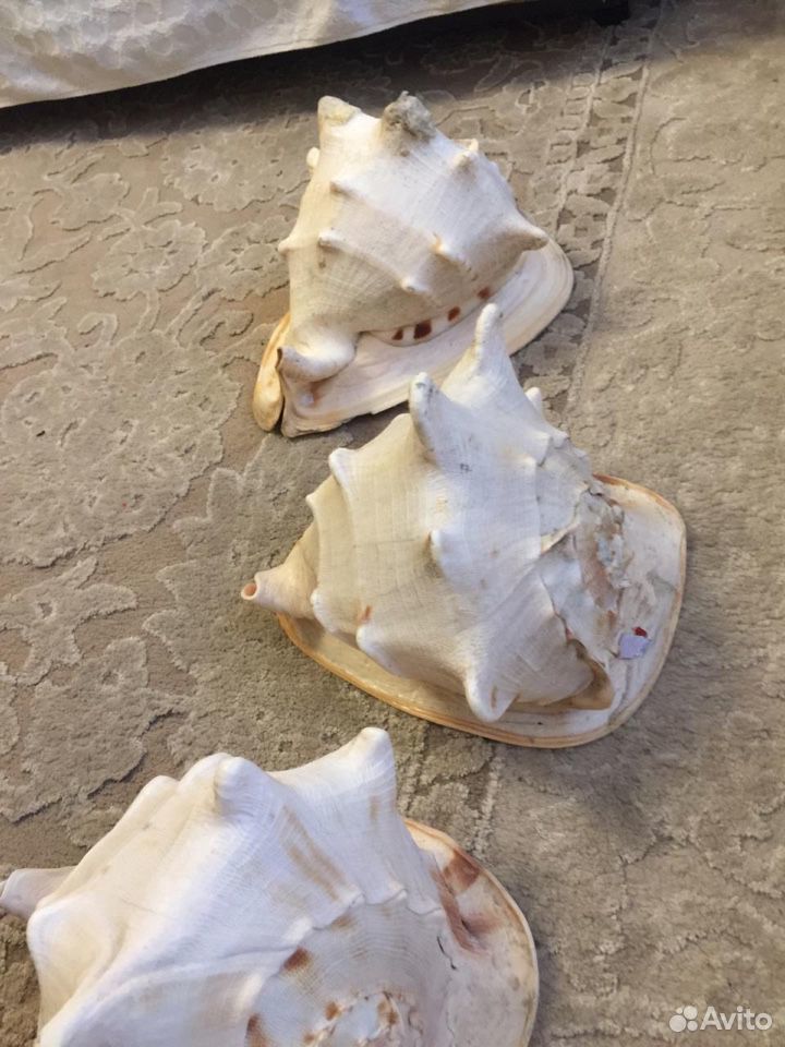 Ракушки разные
