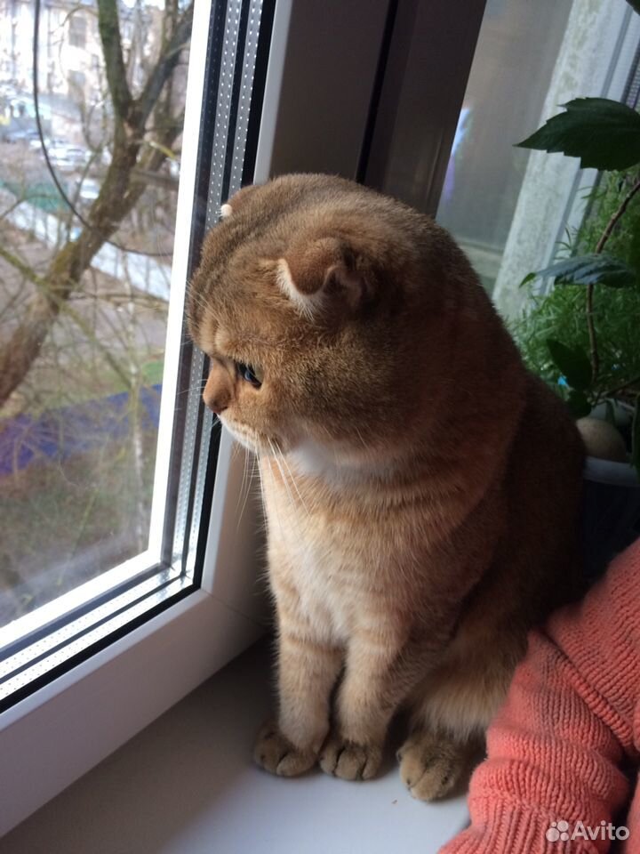 Вязка с золотым котом