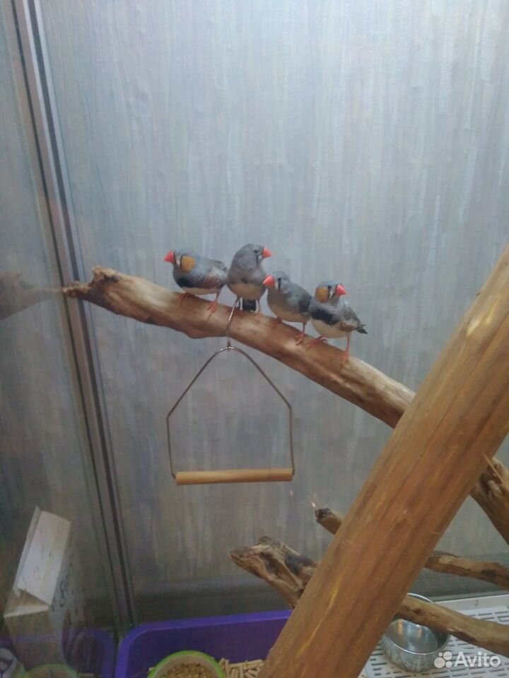 Птенцы Амадина Зебровая