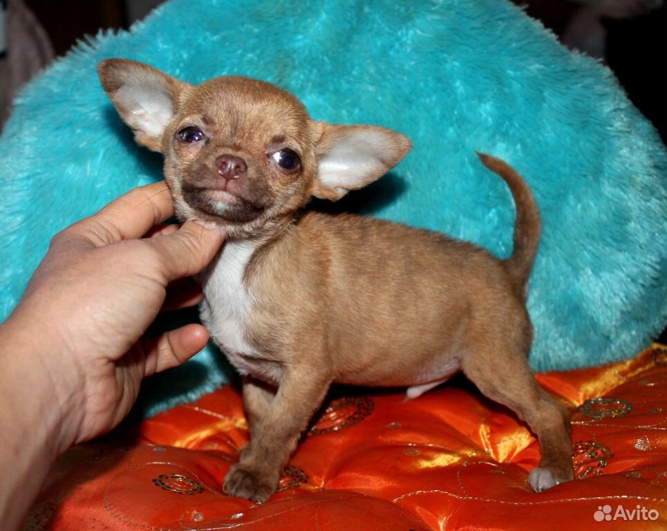 Настоящий Тигр - чихуахуа мини мальчик