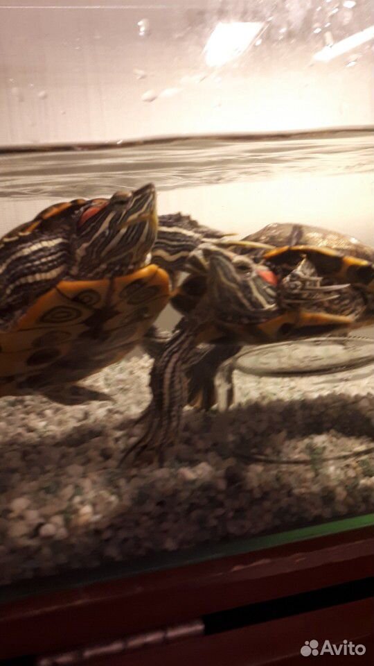 Черепаха красноухая - 2 шт