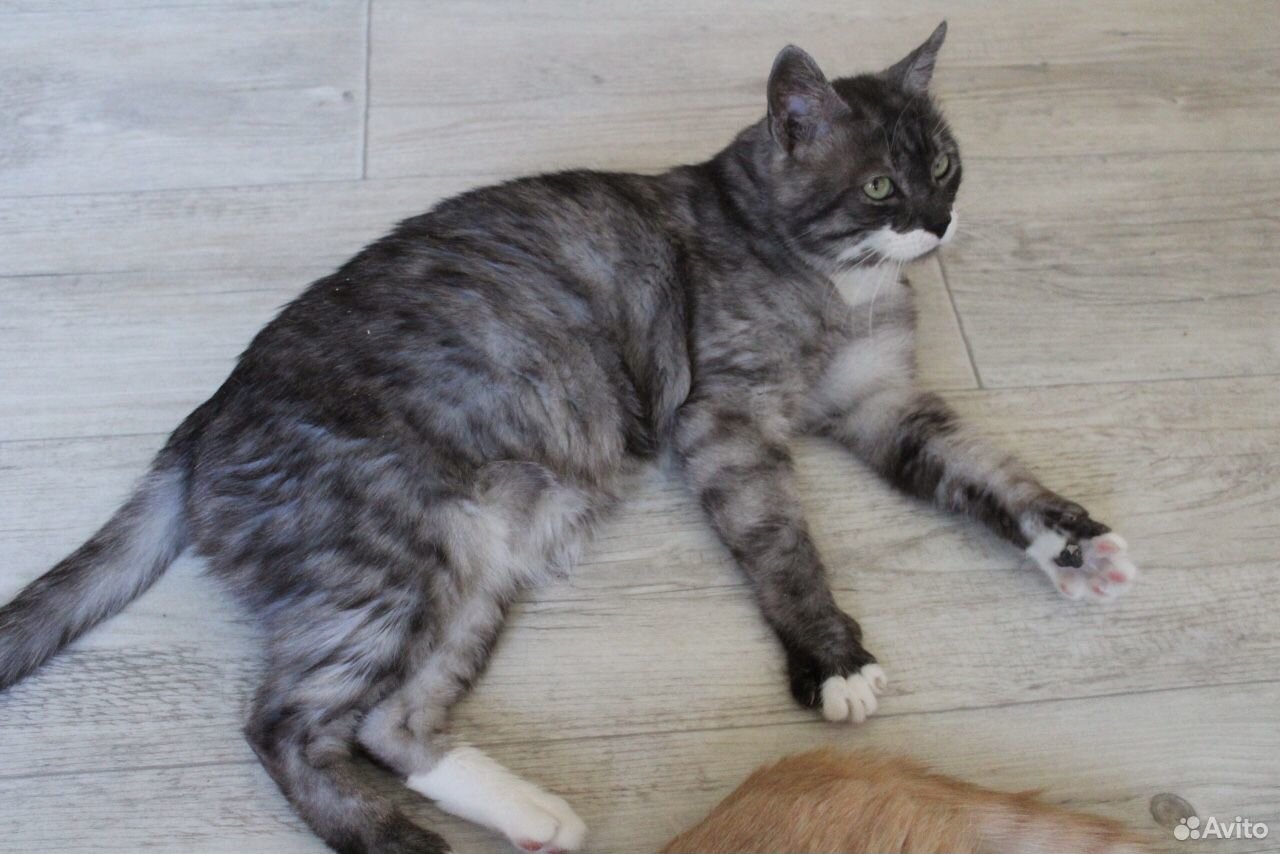 Кот Лорд