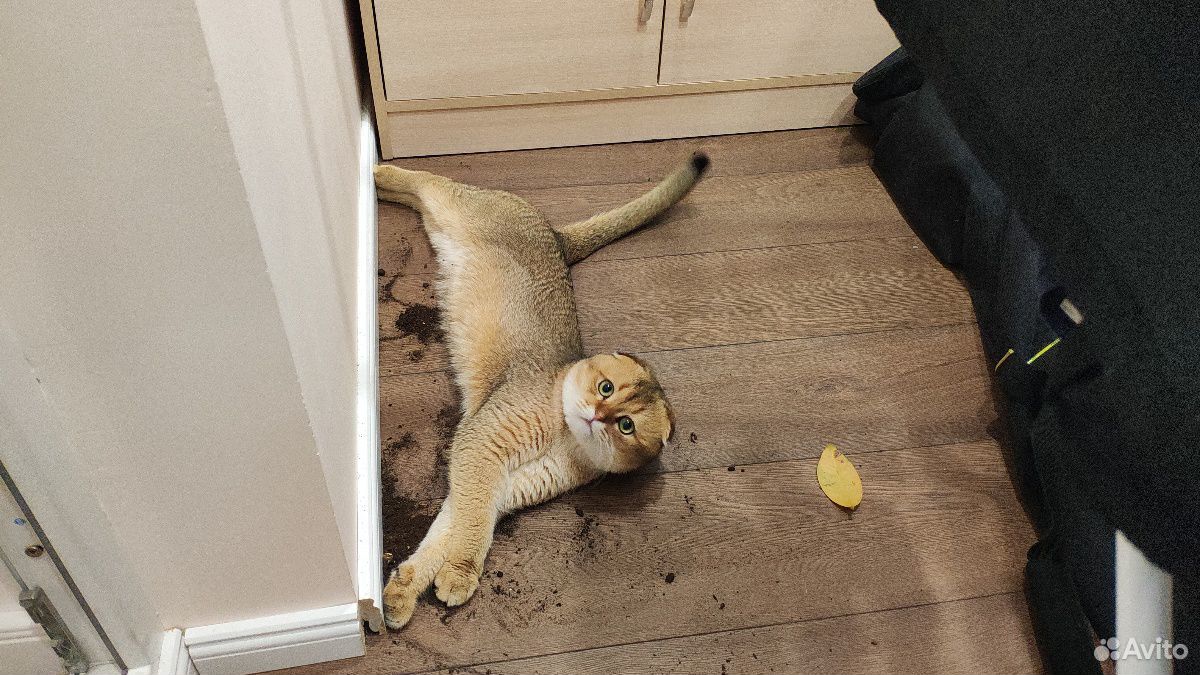 Вязка скоттиш-фолд