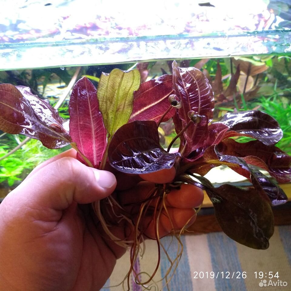 Эхинодорус Дарк Бьюти