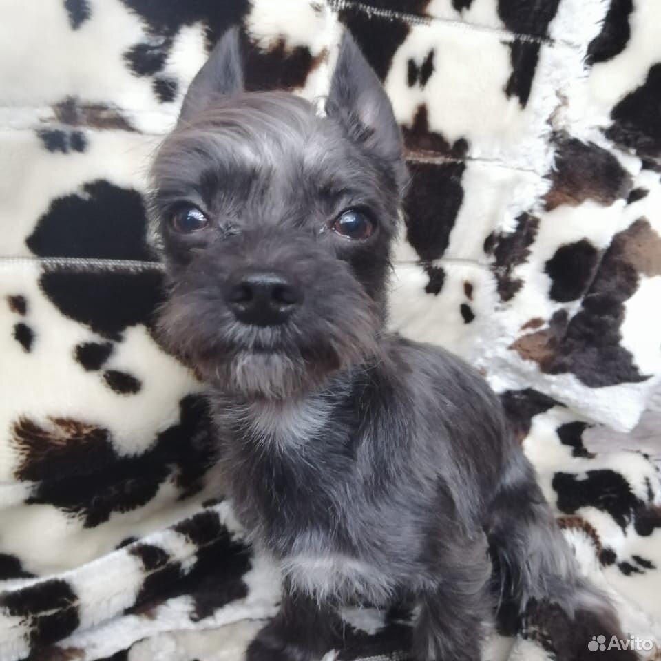 Собака "Принц"