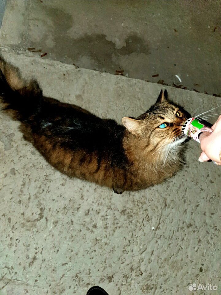 Большая и пушистая кошка ищет хозяев