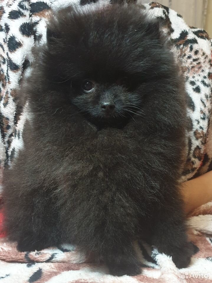 Померанские шпицы