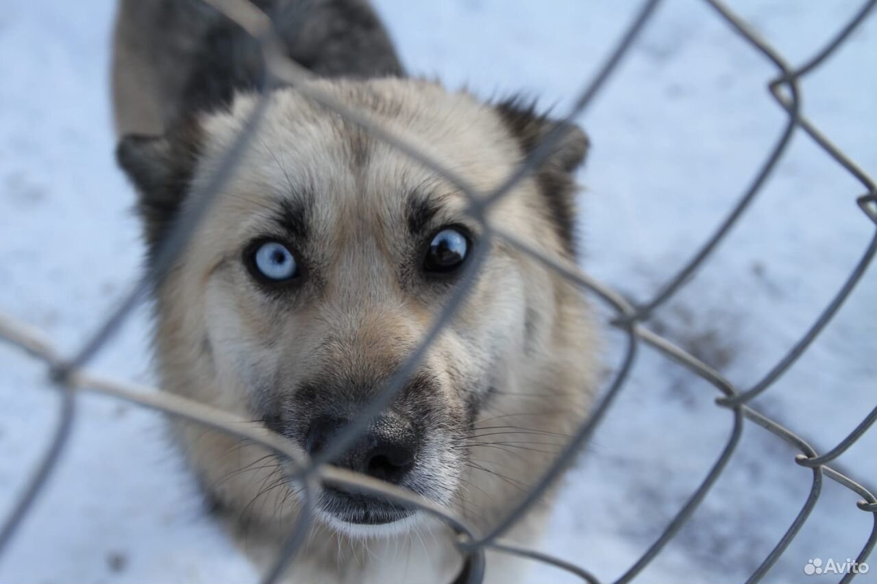 Метиска лайки в добрые руки