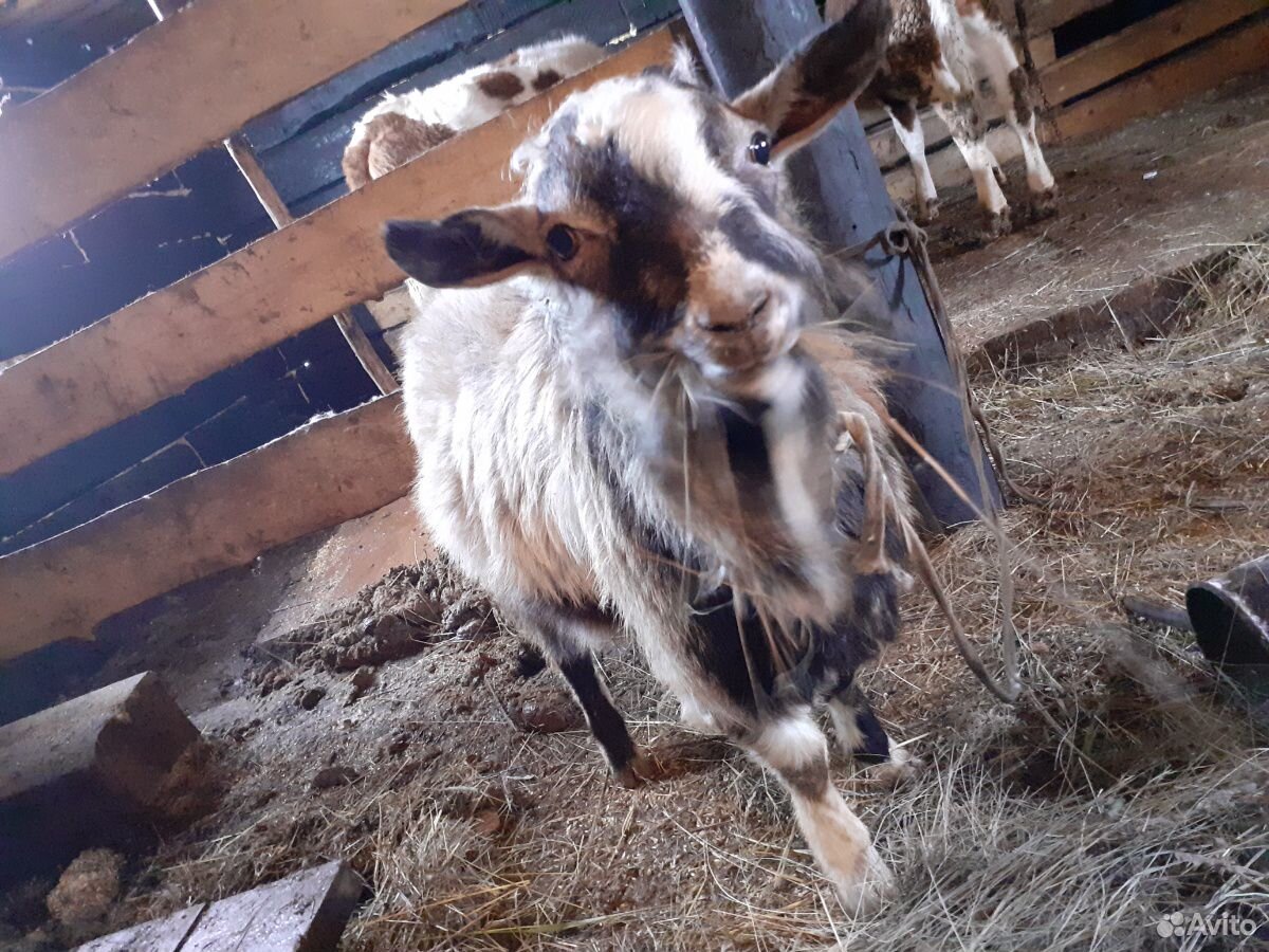 Продам альпийского козла,а также козу