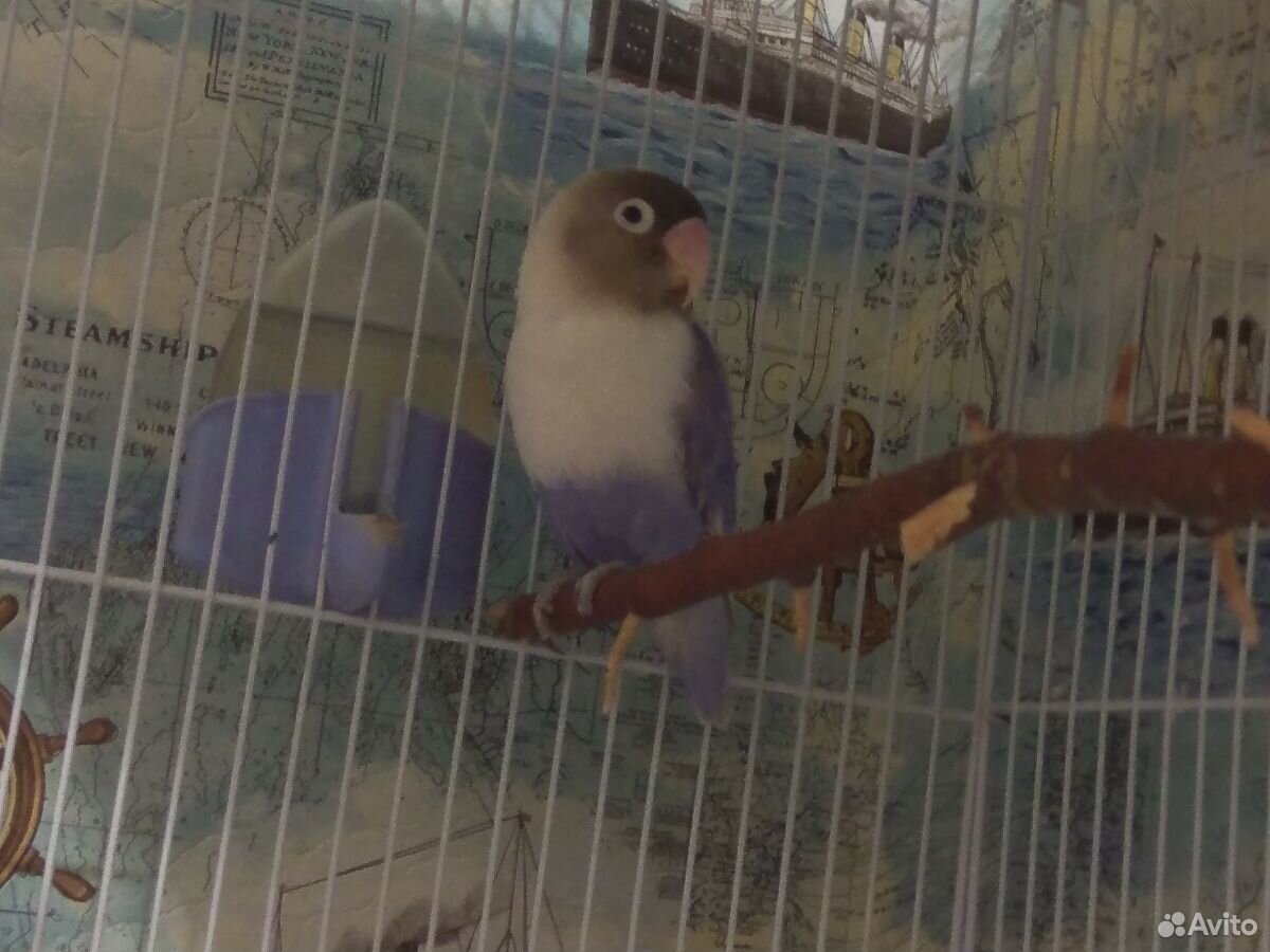 Масковый неразлучник, самка