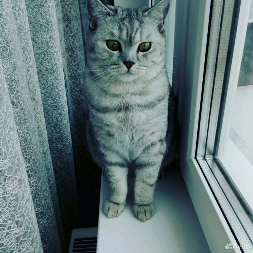 Отдадим в хорошие руки кошку