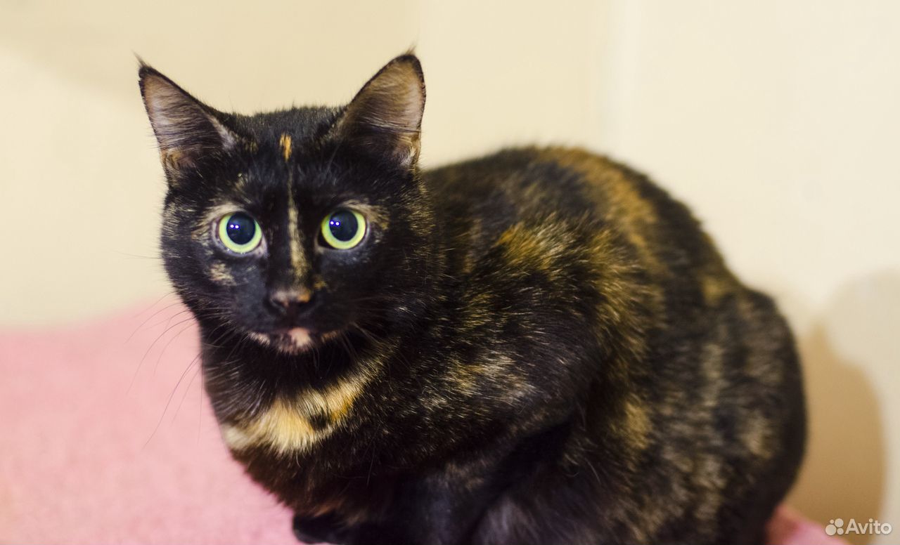 Кошка Жужу ищет дом