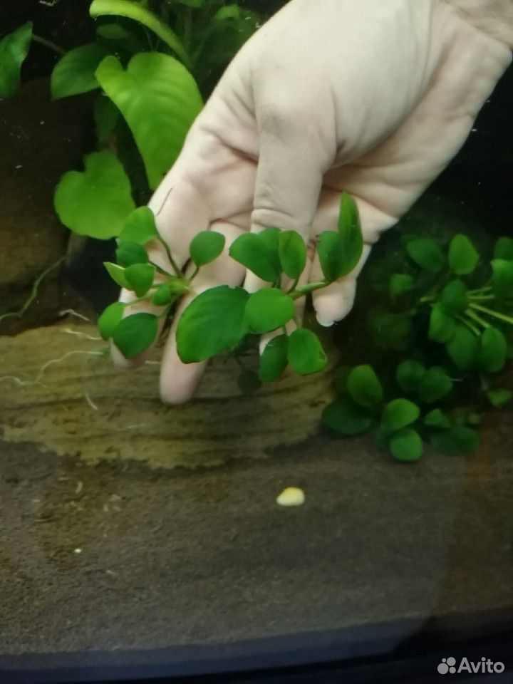 Анубиас нана