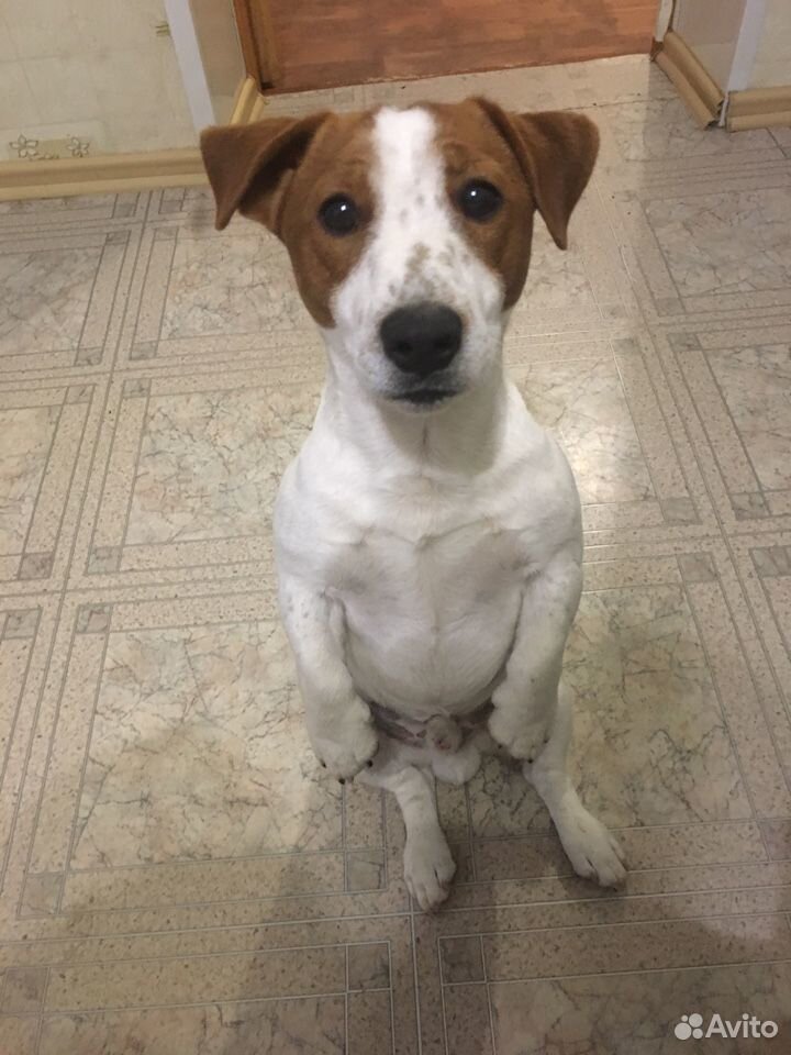 Вязка.Джек Рассел Терьер кобель