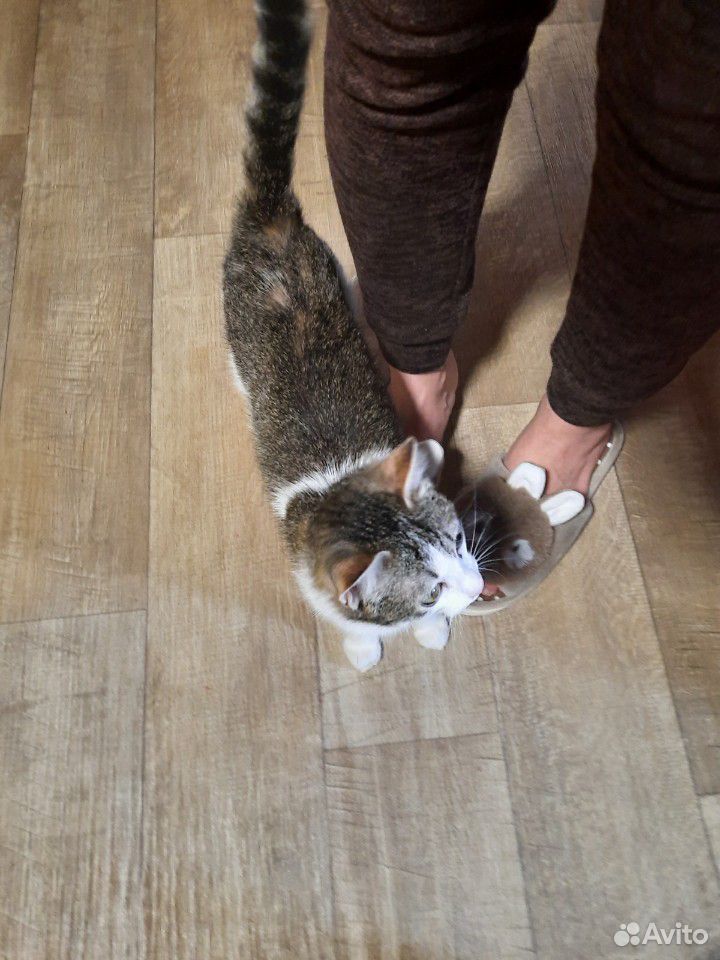 Котик, подросток