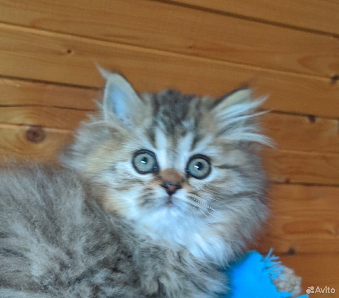 Смешные котята 3 мес