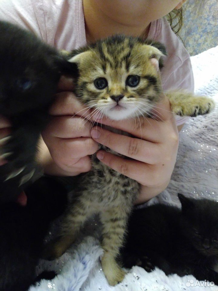 Котенок-тигренок