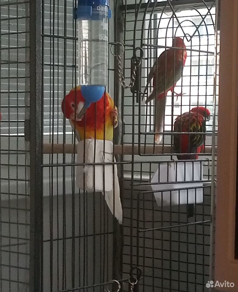 Попугаи породы розелла