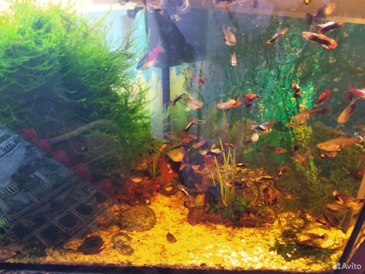 Аквариум на 4 литра