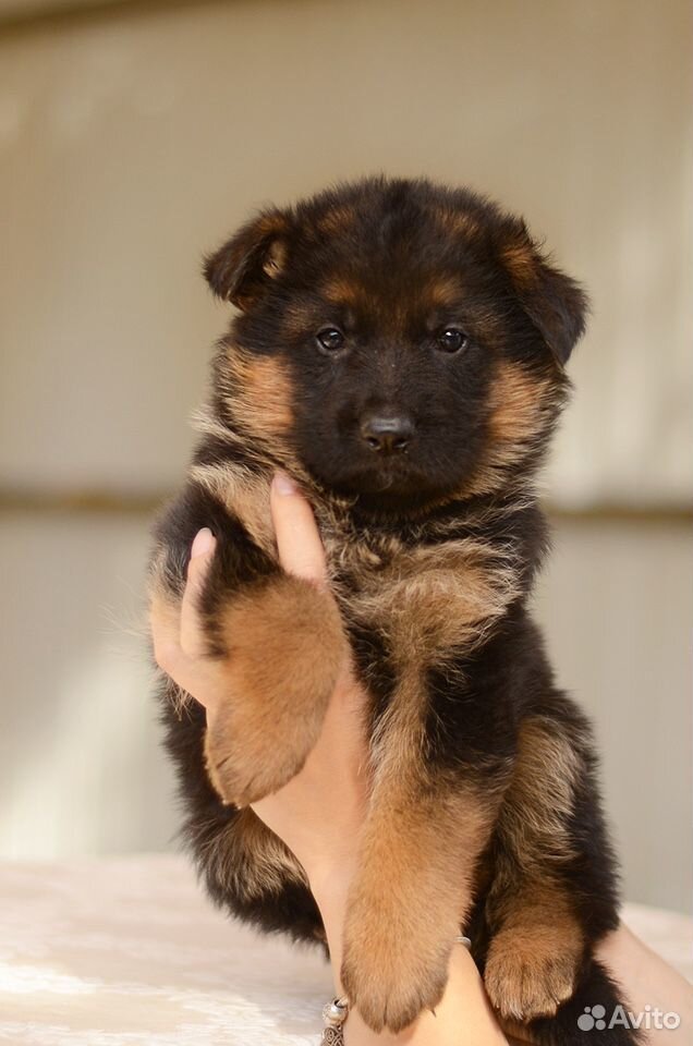 Щенки немецкой овчарки от чемпионов РКФ