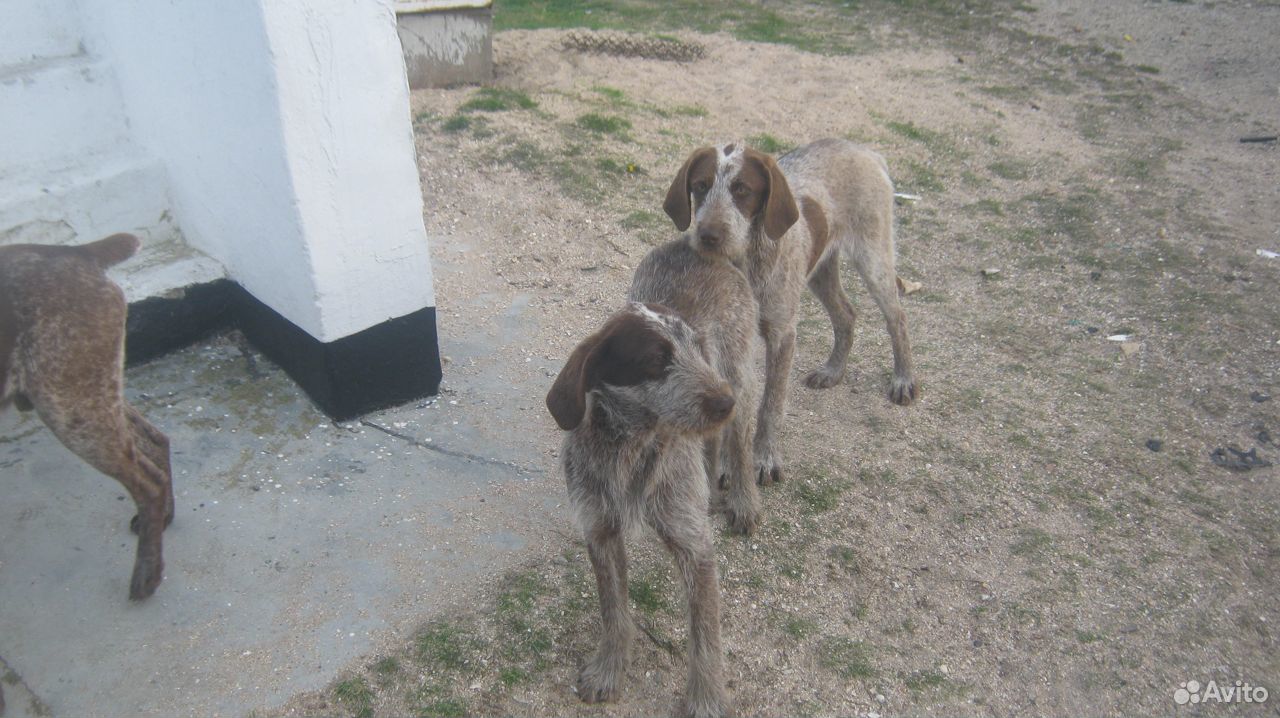 Продам щенков дратхаара