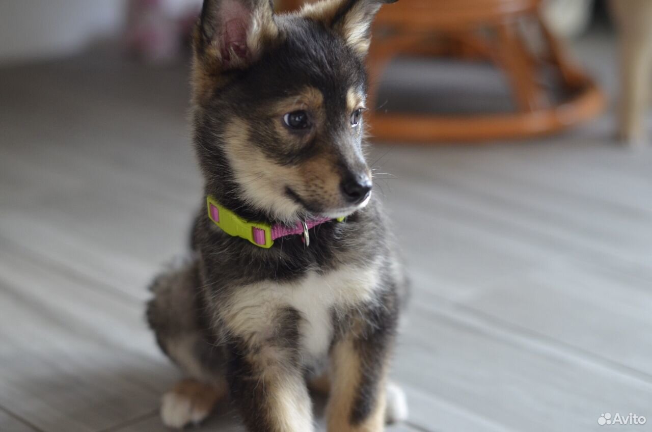 Щенок в дар