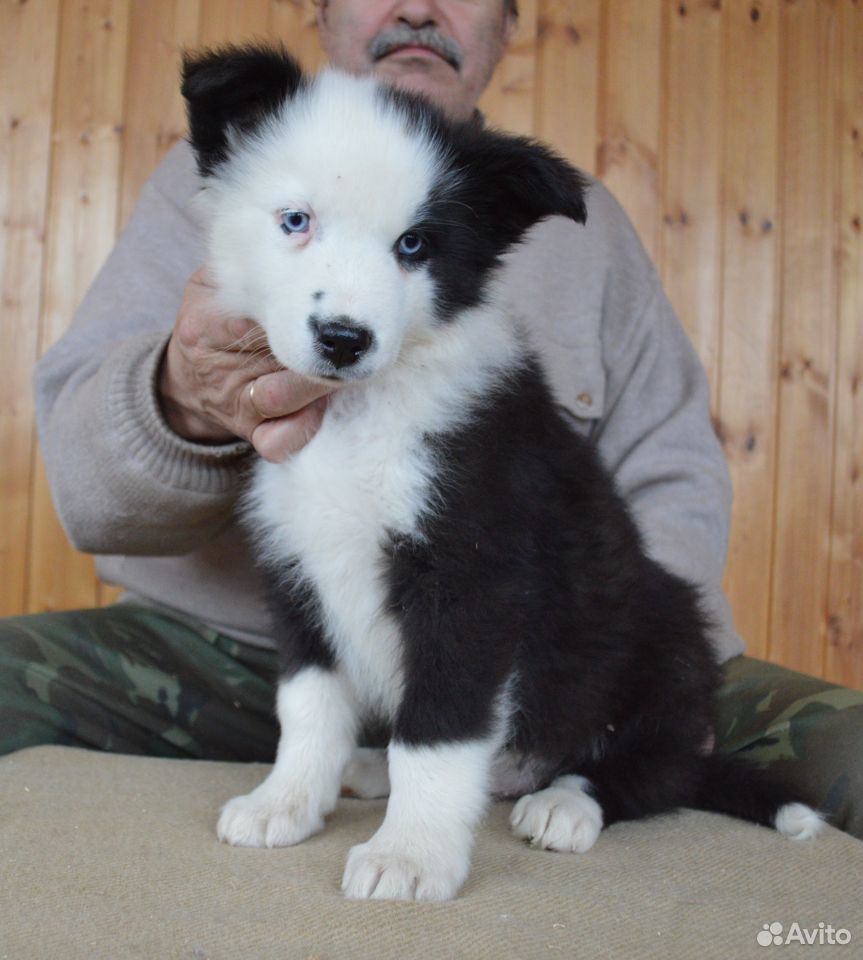 Мальчик якутской лайки