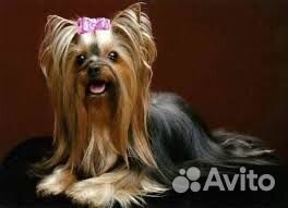 Йоркширский терьер