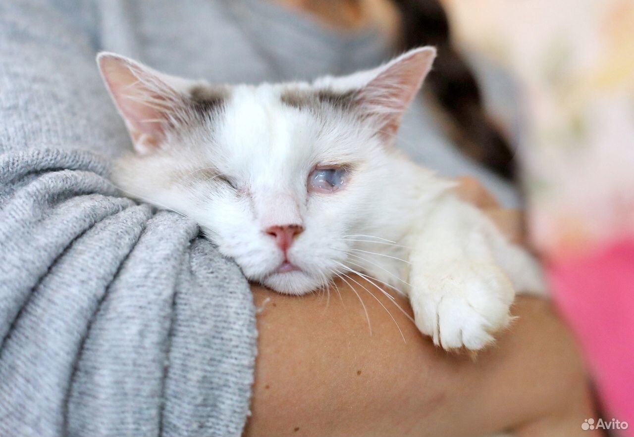 Хася - слепая кошечка ищет доброе сердце