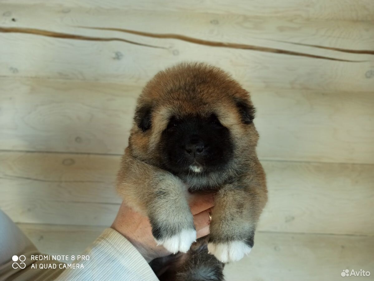 Щенки ам.акиты анонс