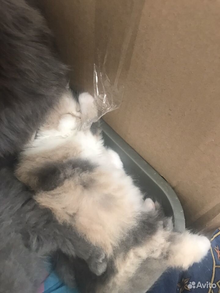 Персидские котята