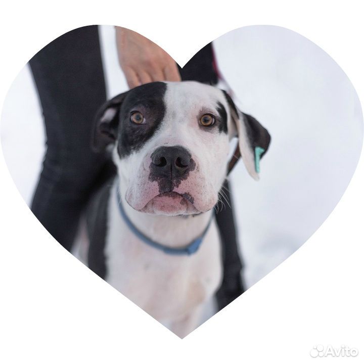 Отдам в добрые руки