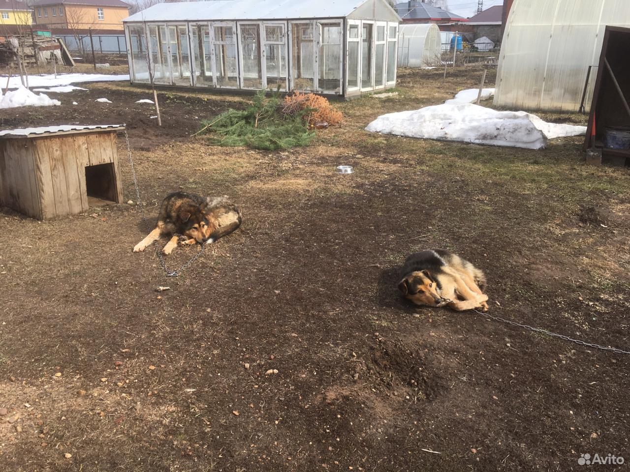 Отдам одну из собак с будкой