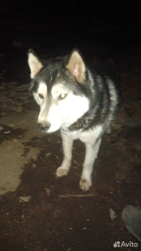 Щенки хаски