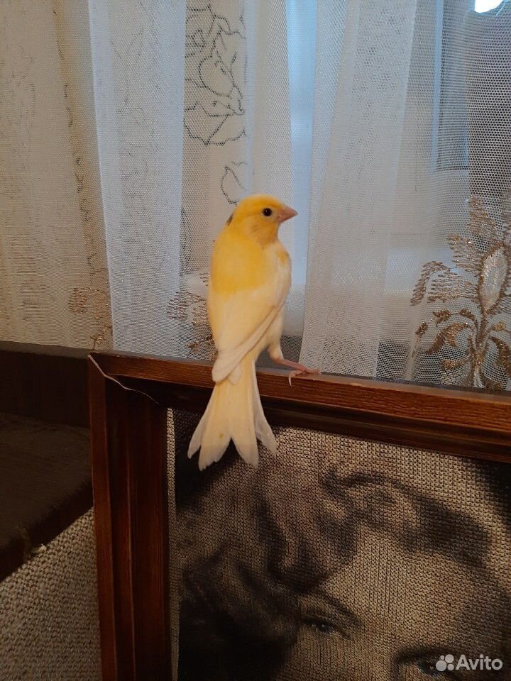 Птенцы канарейки